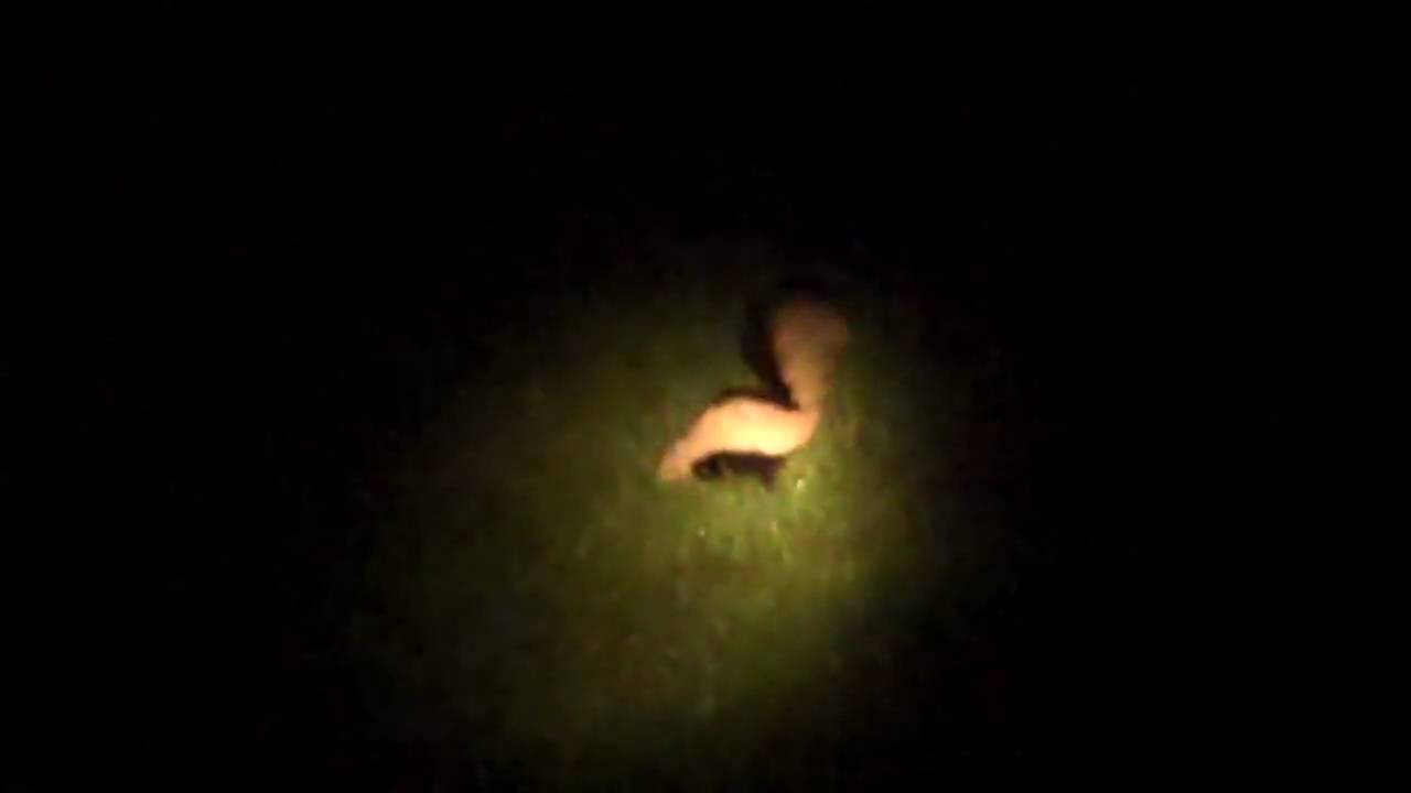 Night Skunk - YouTube