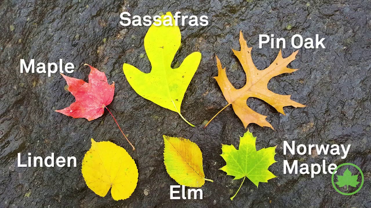 Fall Leaf ID - YouTube