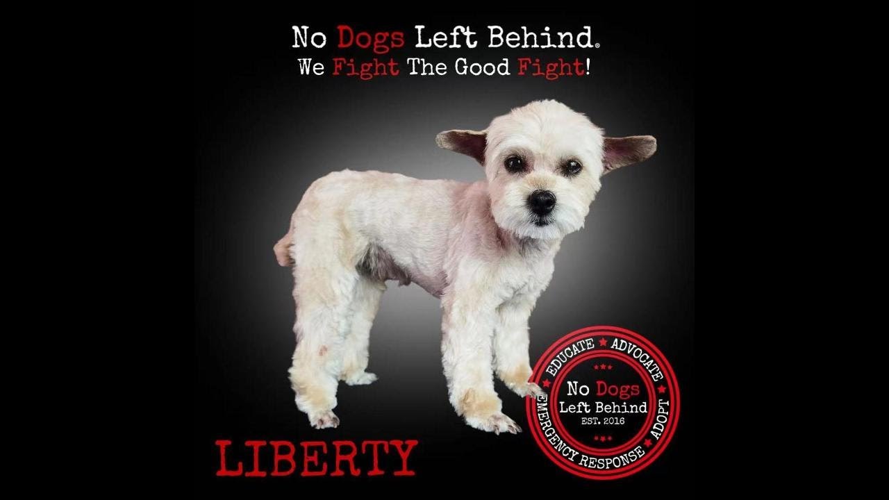 Liberty - dog meat trade survivor - YouTube