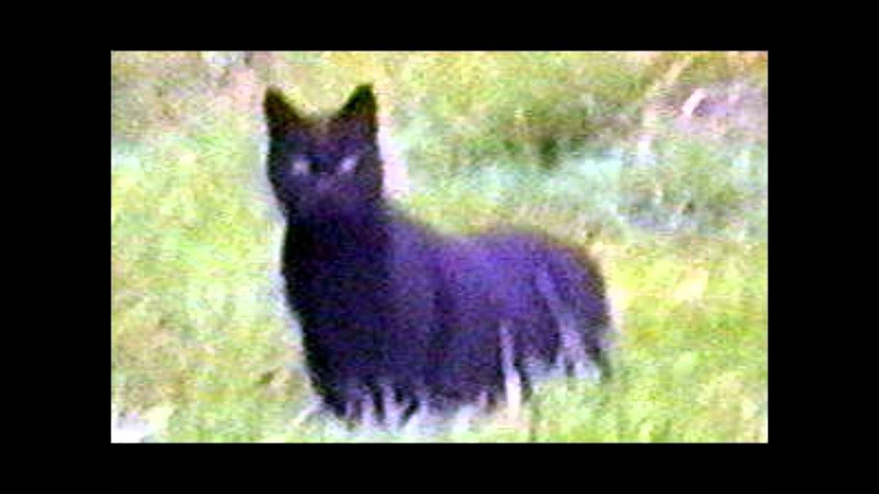 Beast of Bodmin Moor **FOOTAGE** - YouTube