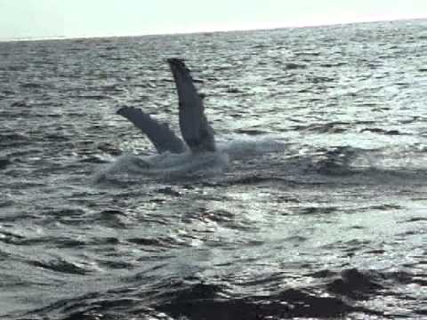 humpback flipper flapping - YouTube