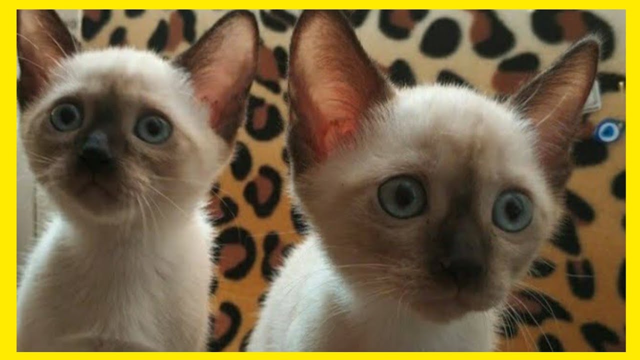 SIAMESE CAT, SİYAM KEDİSİ - SIAMKATZE - LITTLE SIAMESE CAT COMPILATION ...