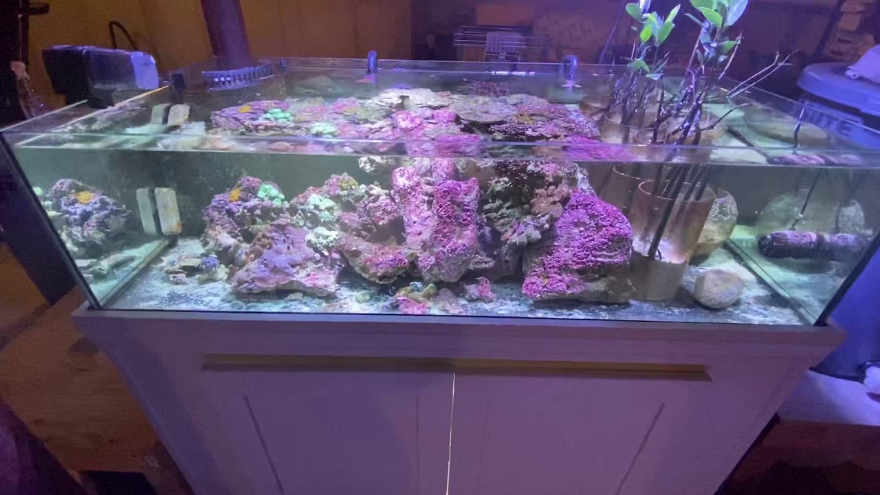 60 gallon frag tank on the way - YouTube
