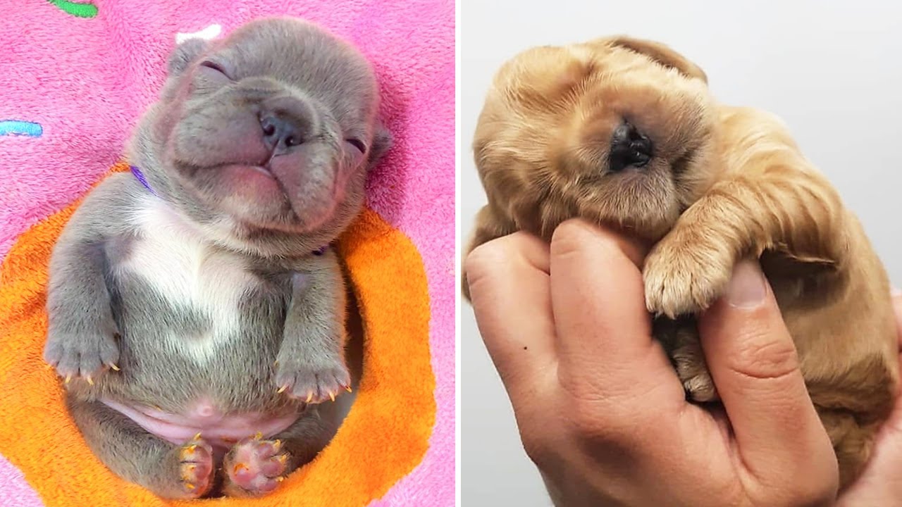 AWW CUTEST baby animals videos compilation cutest moment of the animals ...