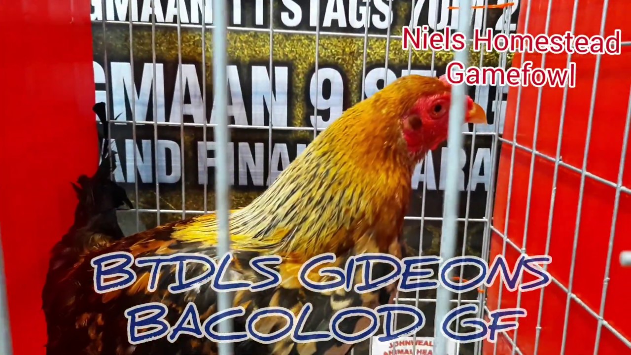 7th International Gamefowl Festival 2020 BTDLS GIDEONS BACOLOD GF ...