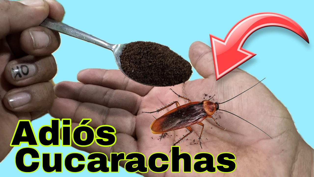 Como Eliminar CUCARACHAS con CAFE - YouTube