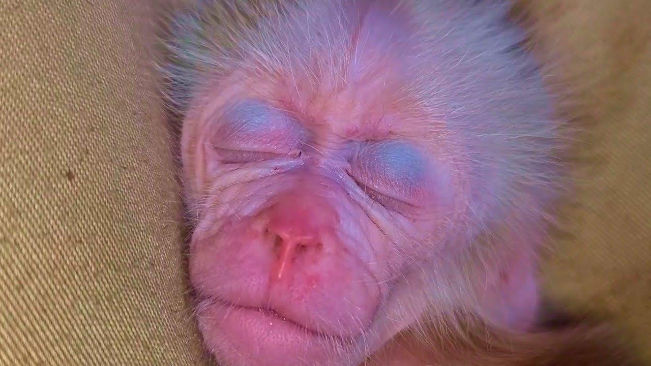 Poor Baby Monkey Wawa in past and happy life at the moment - YouTube
