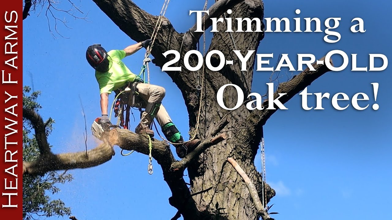 Trimming Our 200-year-old Oak Tree! | Heartway Farms - YouTube