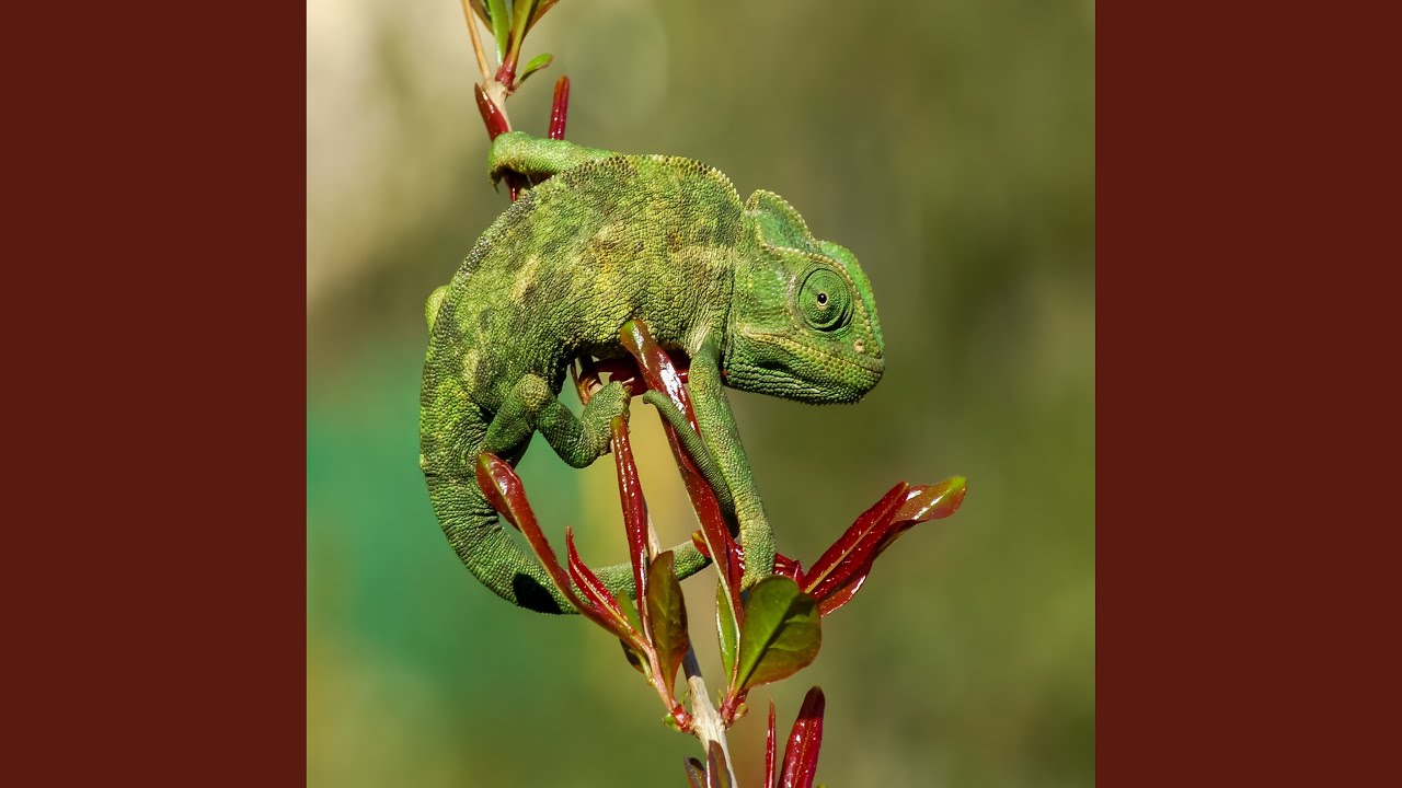Gentle Willows Waltz - YouTube