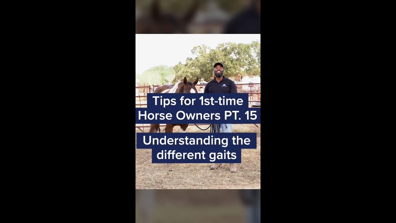 Understanding the Different Gaits - YouTube