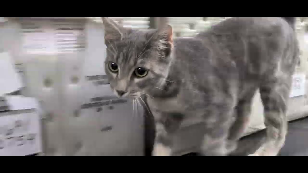 How the work kitten does filing - YouTube