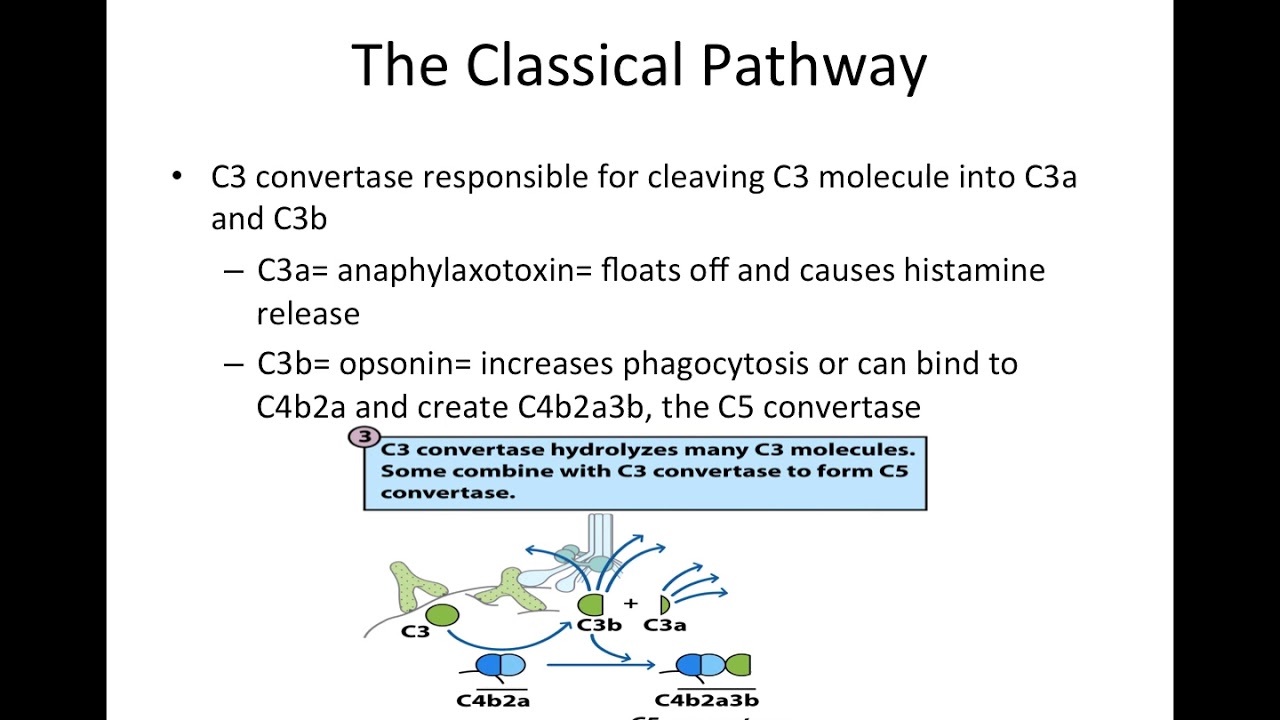 Complement System Immunology Video - YouTube
