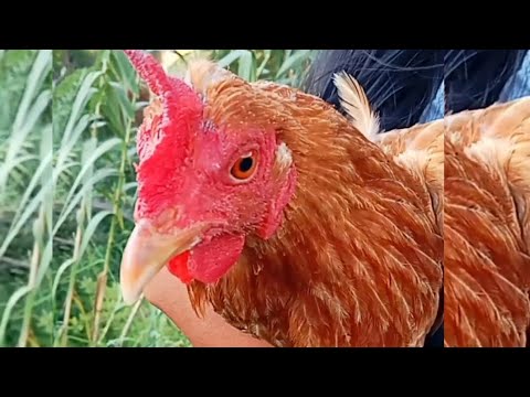 la infinidad de historias que me imaginé ,por no encontrar a mi gallina ...
