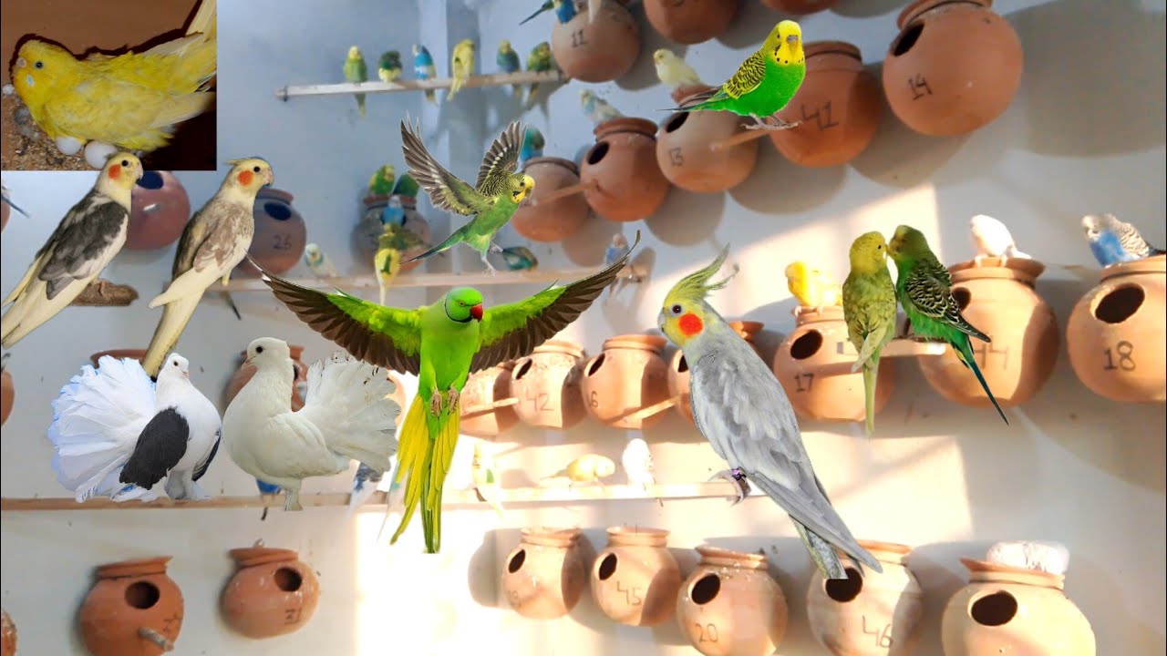 airafatimavlog Aira Mine Bird Zooo 🦜😱#vlog #viralvideo #shorts #video # ...