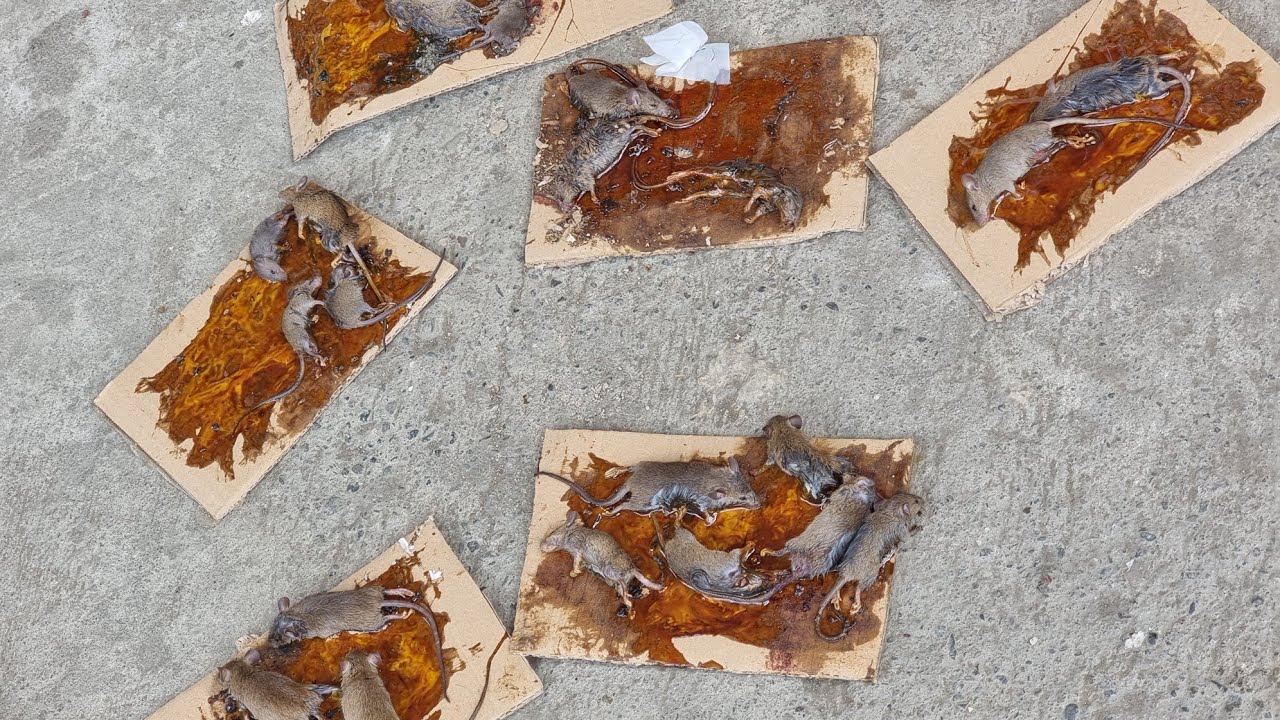 Most effective way of Trapping Rats - YouTube