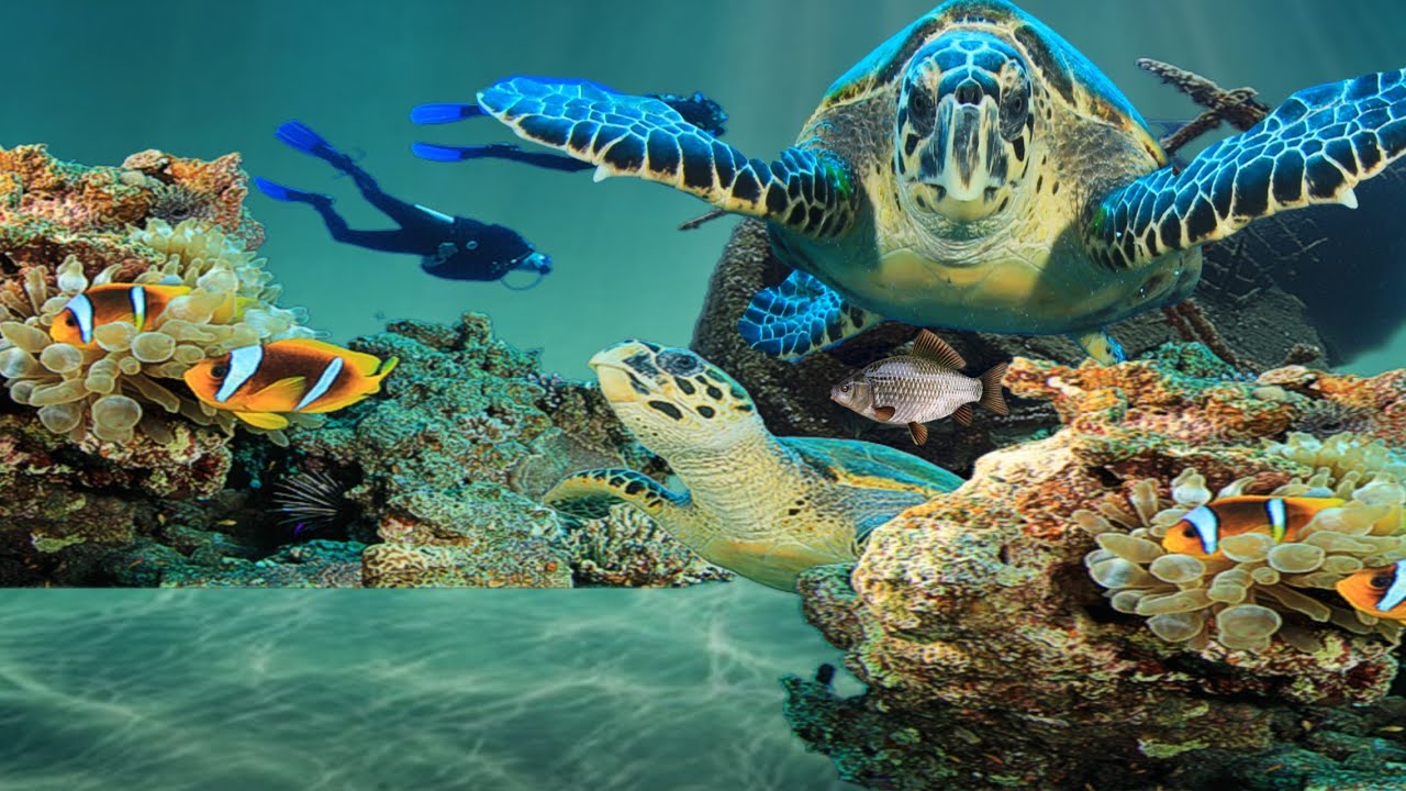 best video of sea turtles - YouTube