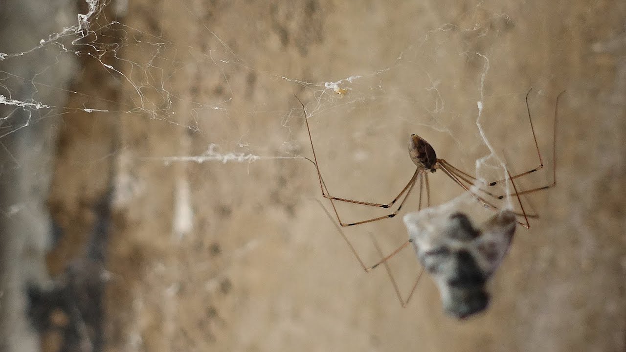 Spider preparing a fly for dinner - YouTube