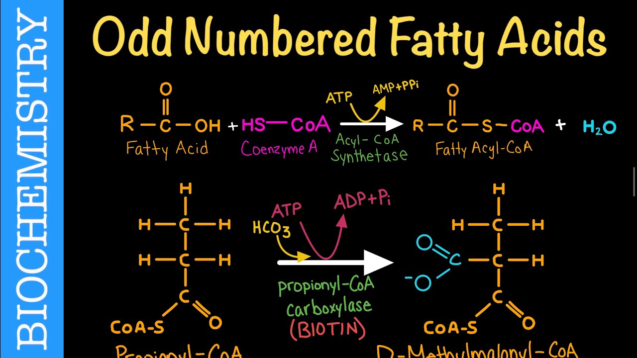 Beta Oxidation for Odd Numbered and Saturated Fatty Acids ...