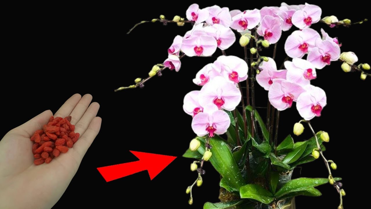🔥Amazing ! Better than any other fertilizer for fast flowering and ...