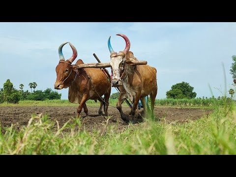 Bullock power performance in agriculture land | Bullock farmer work ...