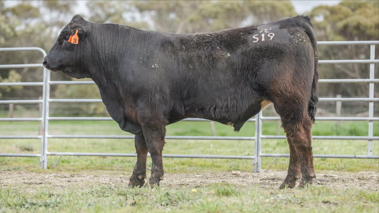 LOT 38 RAVEN BULL 2022 SPRING SALE - YouTube