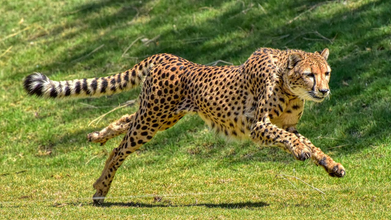 Top 10 Fastest Animals in the World! - YouTube