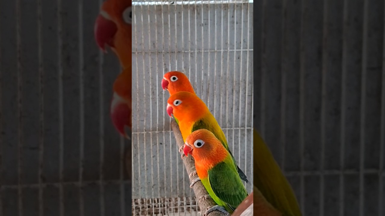 Euwing & Green Opaline || african love birds - YouTube
