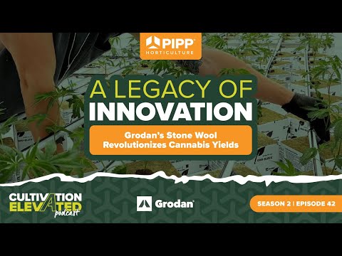 A Legacy of Innovation: Grodan's Stone Wool Revolutionizes Cannabis Yields