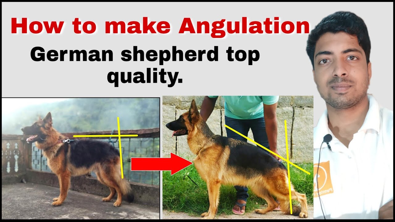 How to make my German shepherd angulation dog? - YouTube
