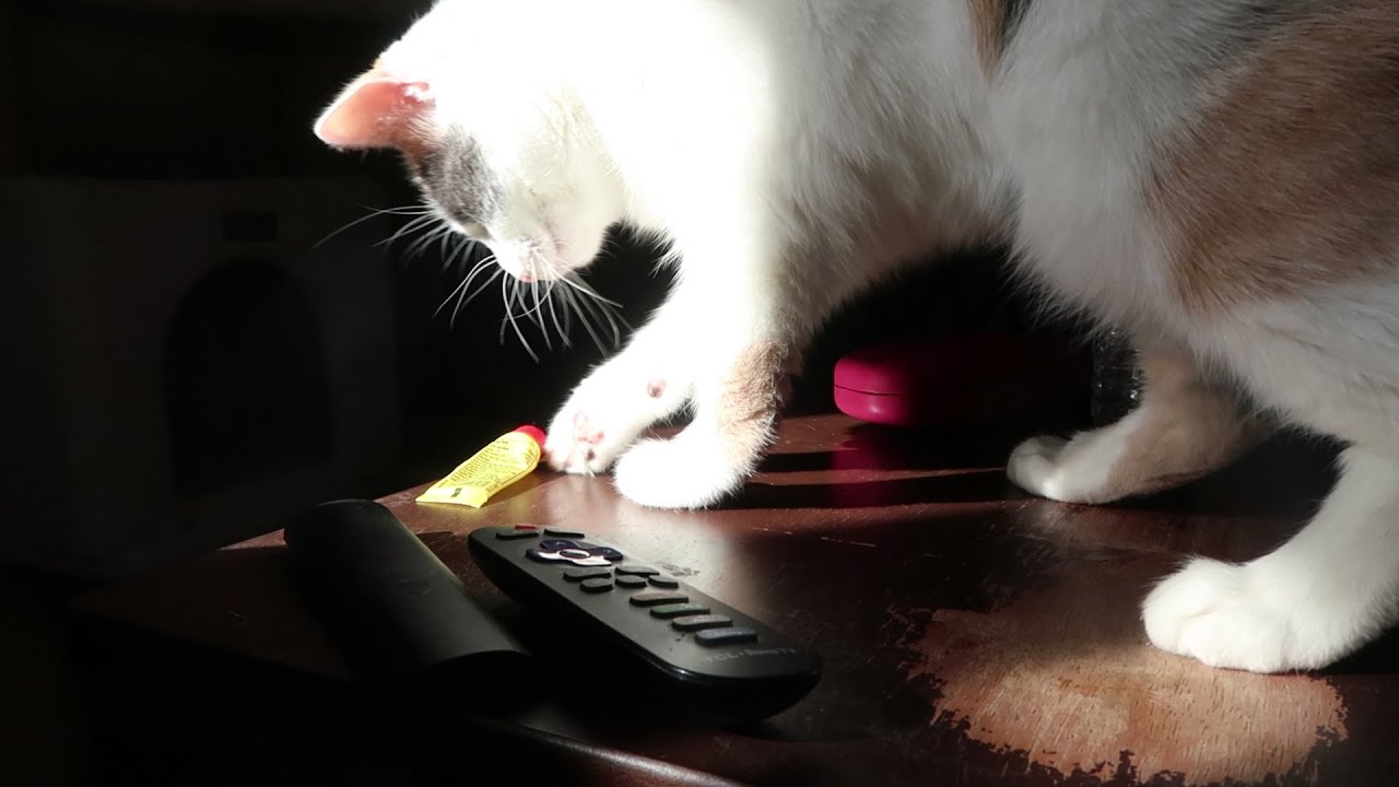 Cat tests gravity - YouTube