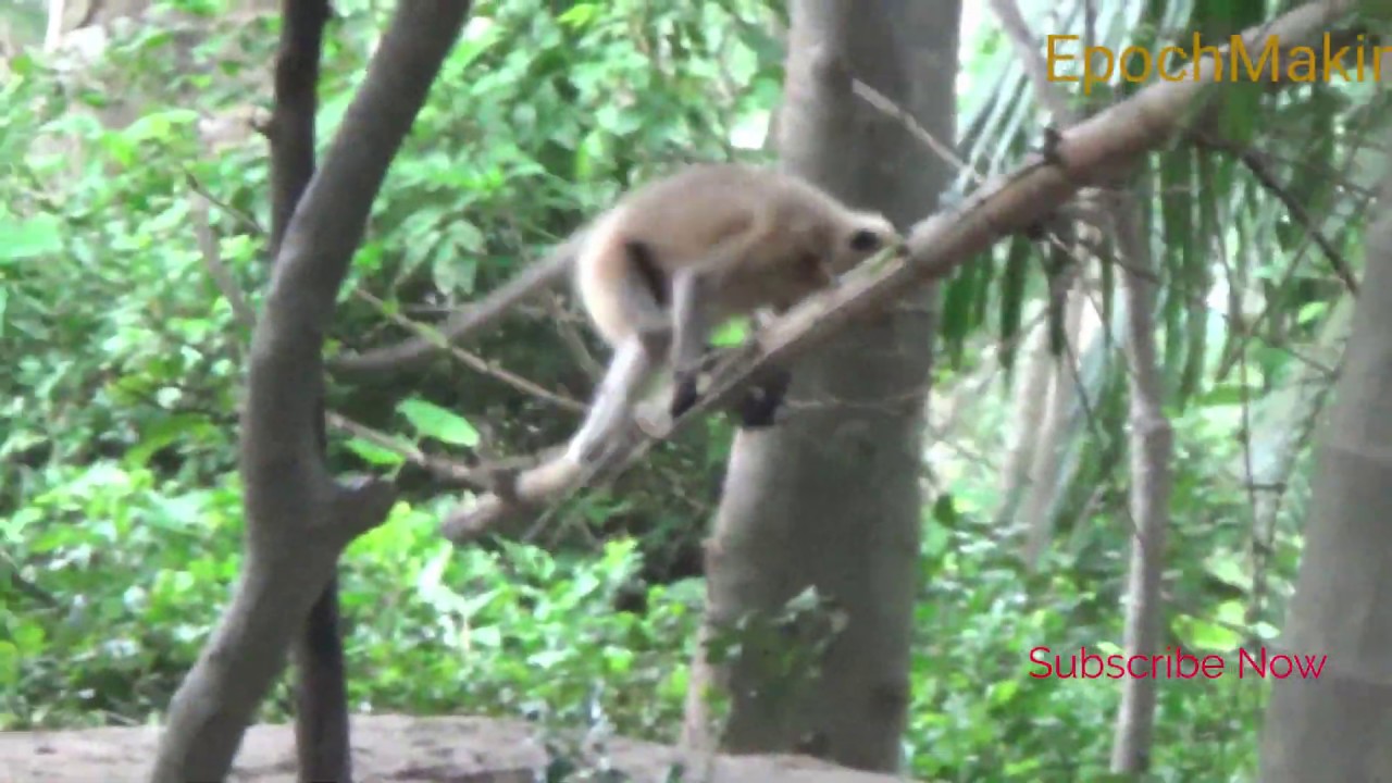 Amazing Langur monkey Jump : Monkey Jump Back - YouTube
