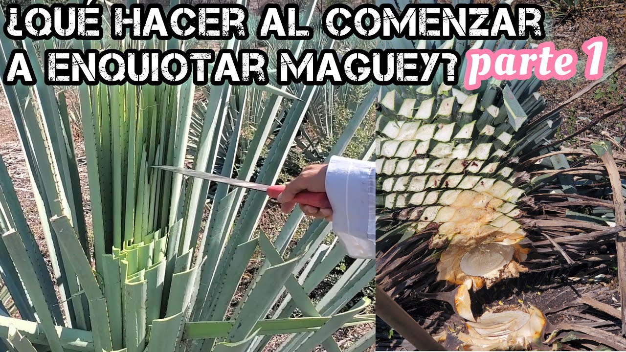 ¿Qué hacer cuando el maguey comienza a enquiotar? parte 1 - YouTube