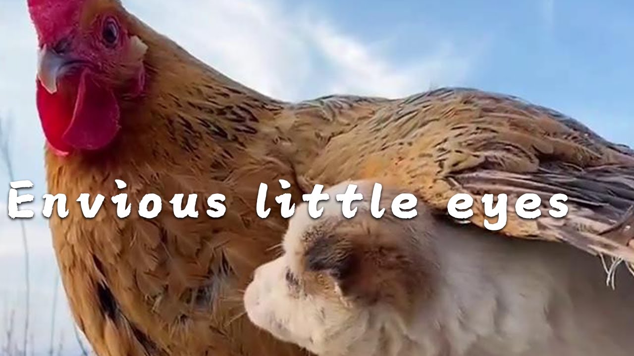 The dog's envious eyes#dog #pet - YouTube