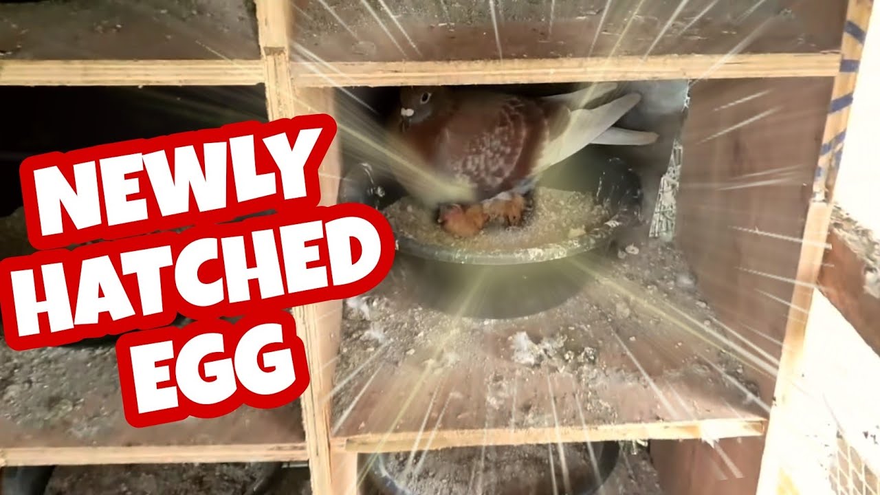 My Off Color Racing Pigeon Babies!!! - YouTube