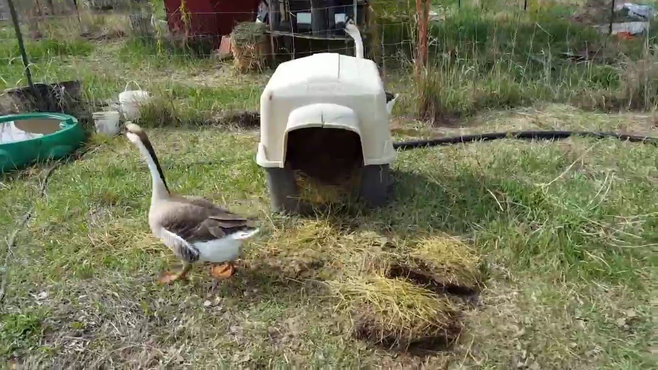 Using Geese to Weed Your Orchard - YouTube