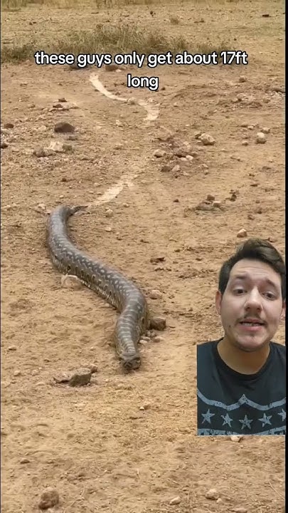 Pythons are eating people??? - YouTube