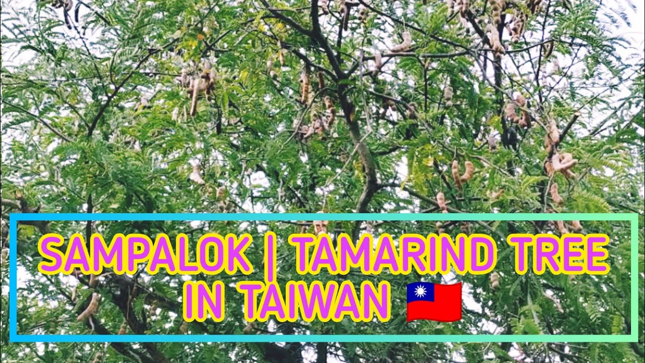 SAMPALOK |TAMARIND TREE IN TAIWAN 🇹🇼 | SUPER DAMI PUNO AND HITIK SA ...