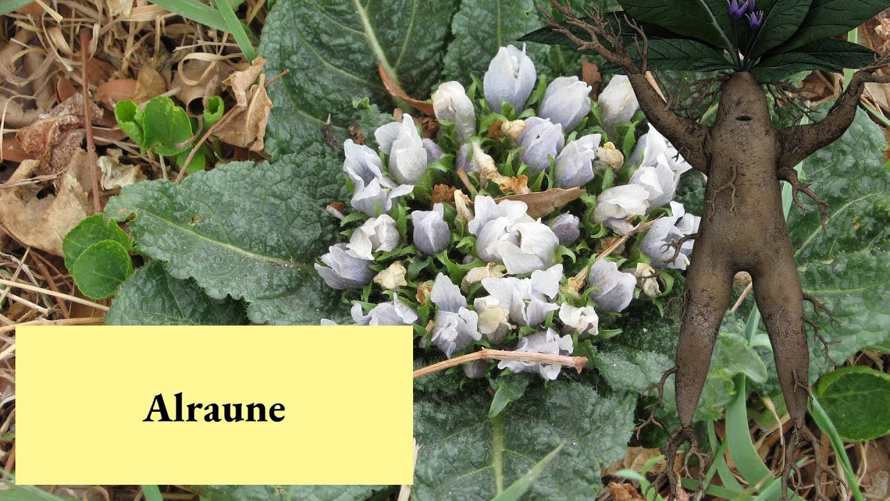 ALRAUNE Magisches Wesen im Boden des Waldes? (Mandragora officinarum ...