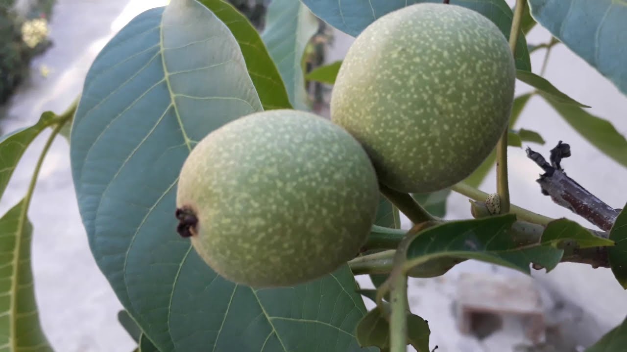 AKHROT TREE|| Black Walnut Tree on the Tree - YouTube