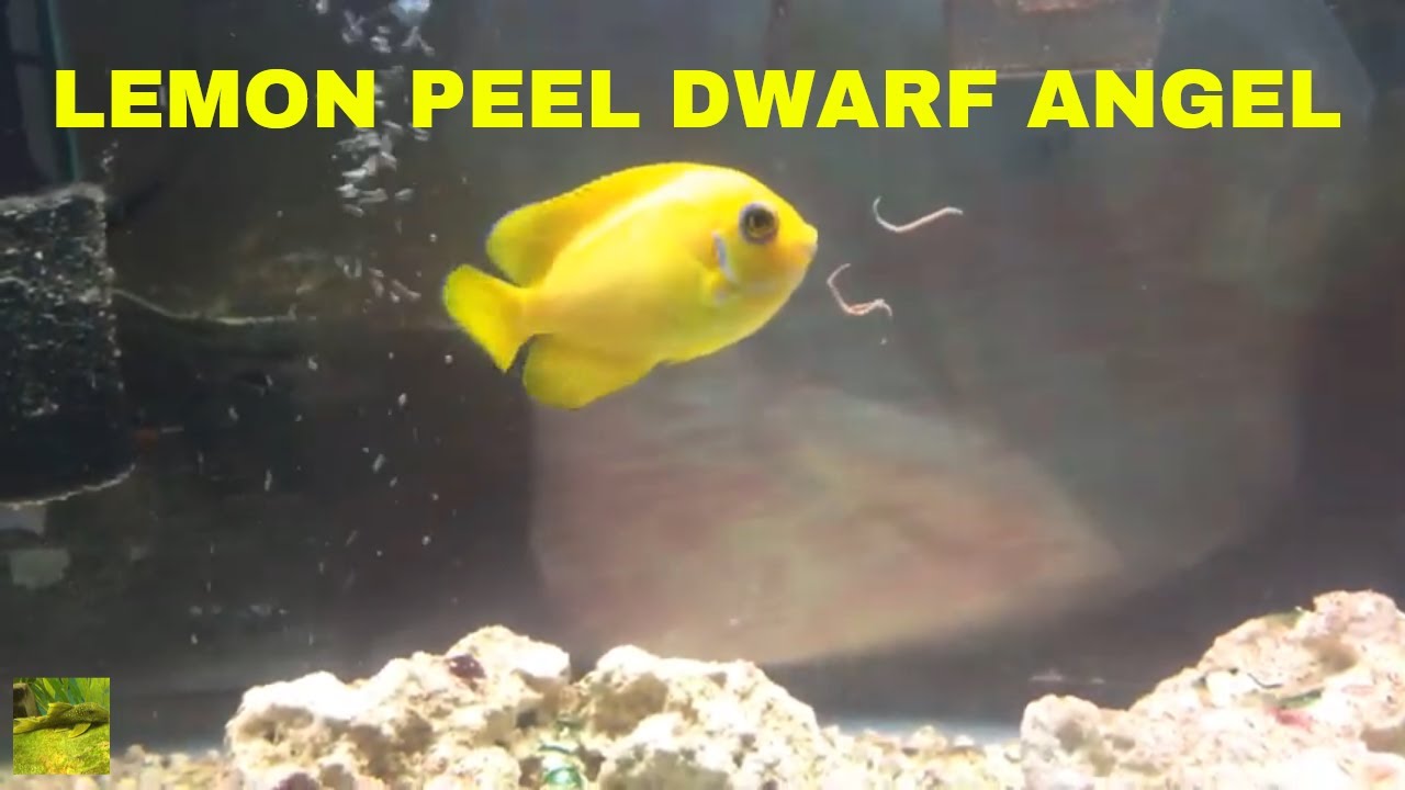 Lemon Peel Angelfish