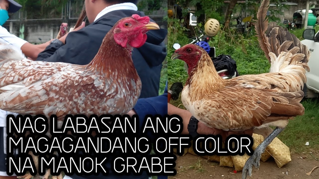 GRABE MANOK DITO ANG GAGANDA NG MGA OFF COLOR - YouTube