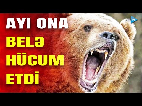 Ayı hücumundan belə xilas oldu: Qaxda qandonduran hadisə