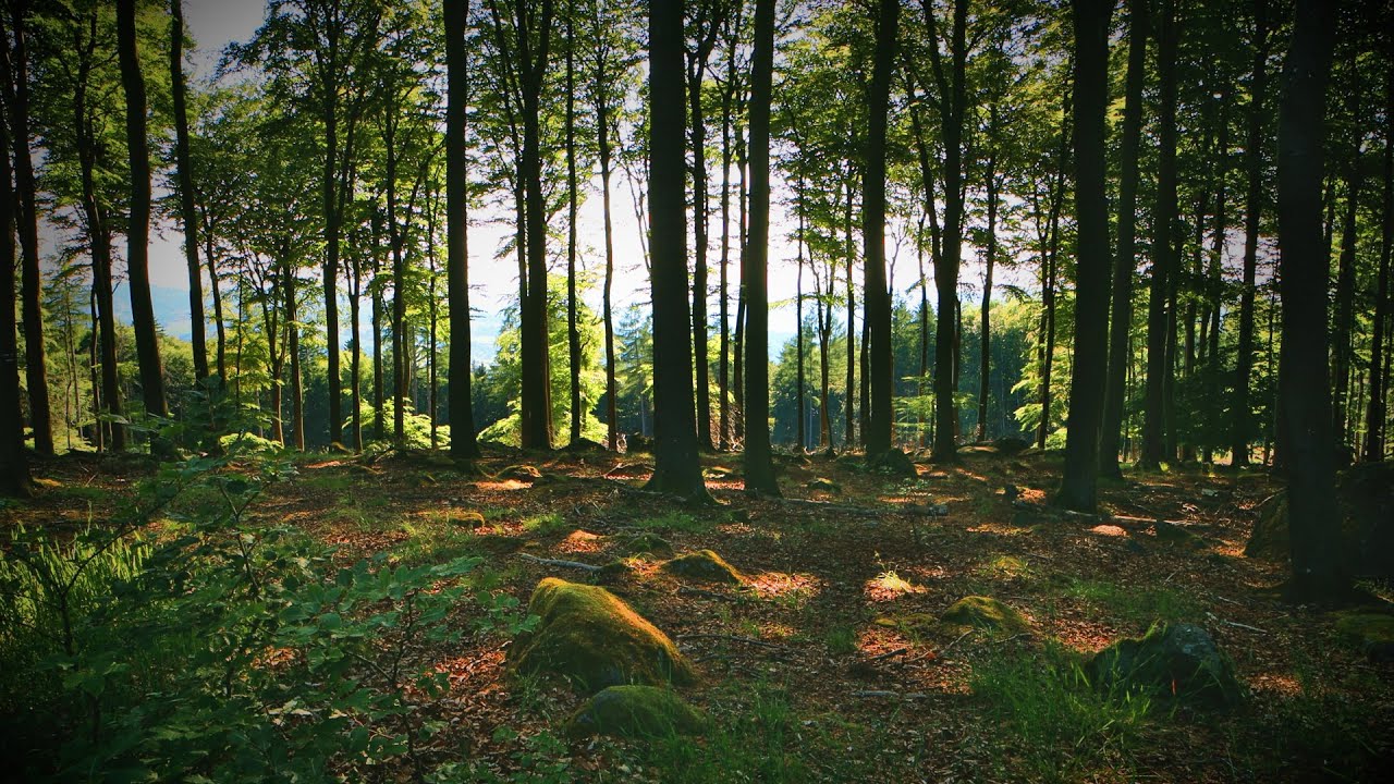 🌳 Relax With Nature: Authentic Forest Atmospheres and Bird Song - YouTube