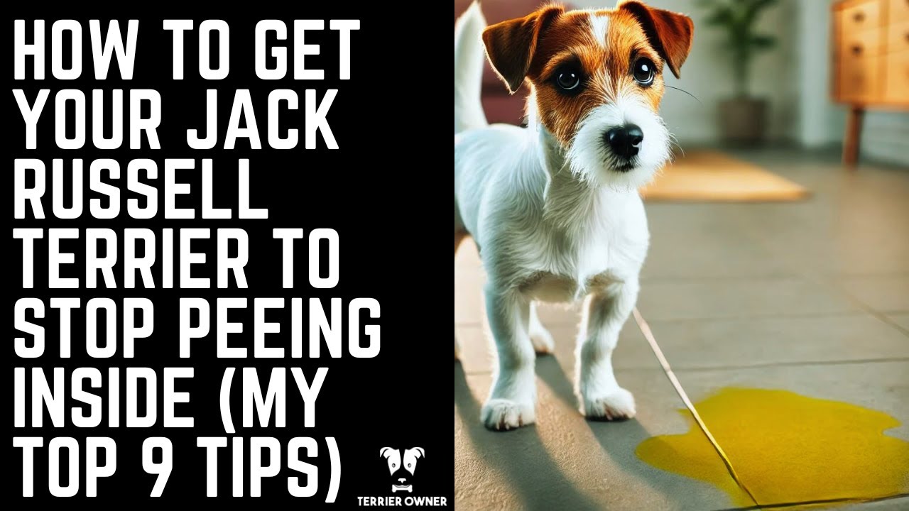 How To Get Your Jack Russell Terrier To Stop Peeing Inside (My Top 9 ...