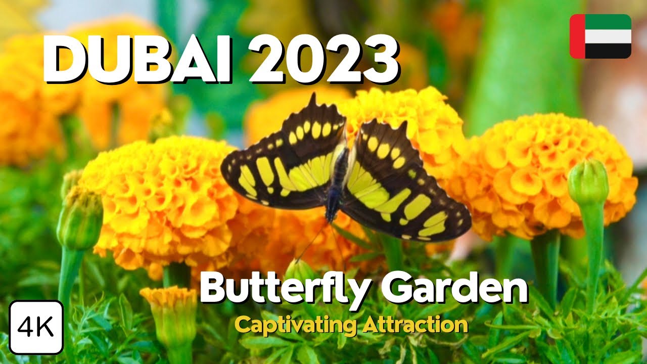 Must Visit Butterfly Garden in Dubai!! | Guide, Things to do in Dubai ...