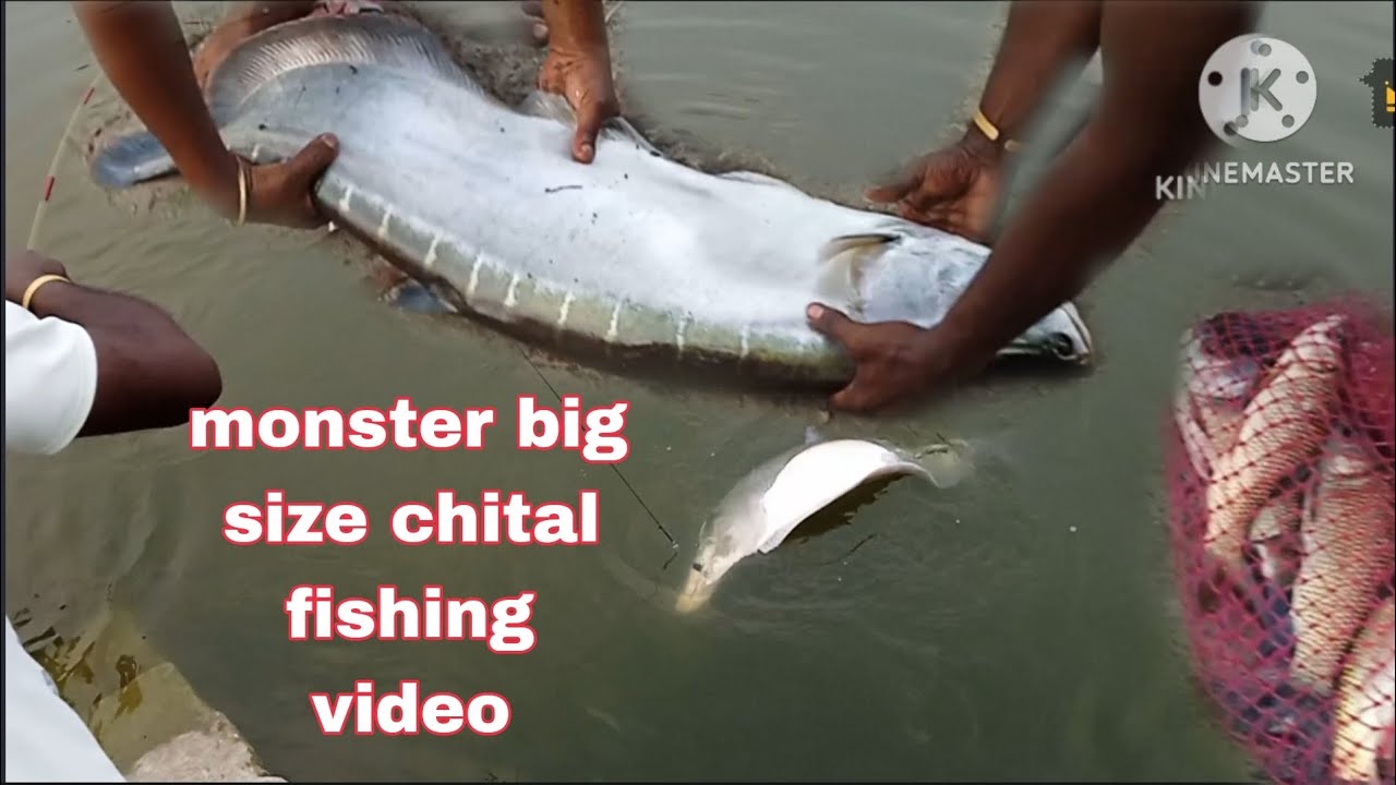 monster big size chital fishing video/big size chital fishing video ...