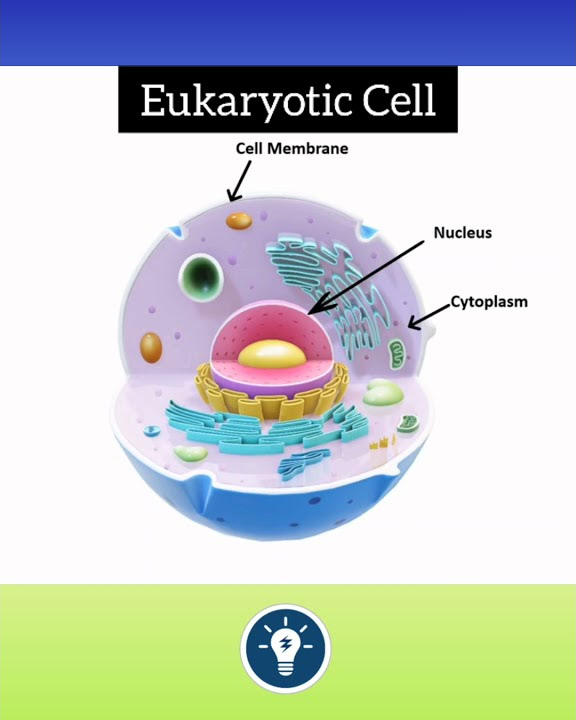 3D Model of Prokaryotic and Eukaryotic Cells | Cell : The Unit of Life ...