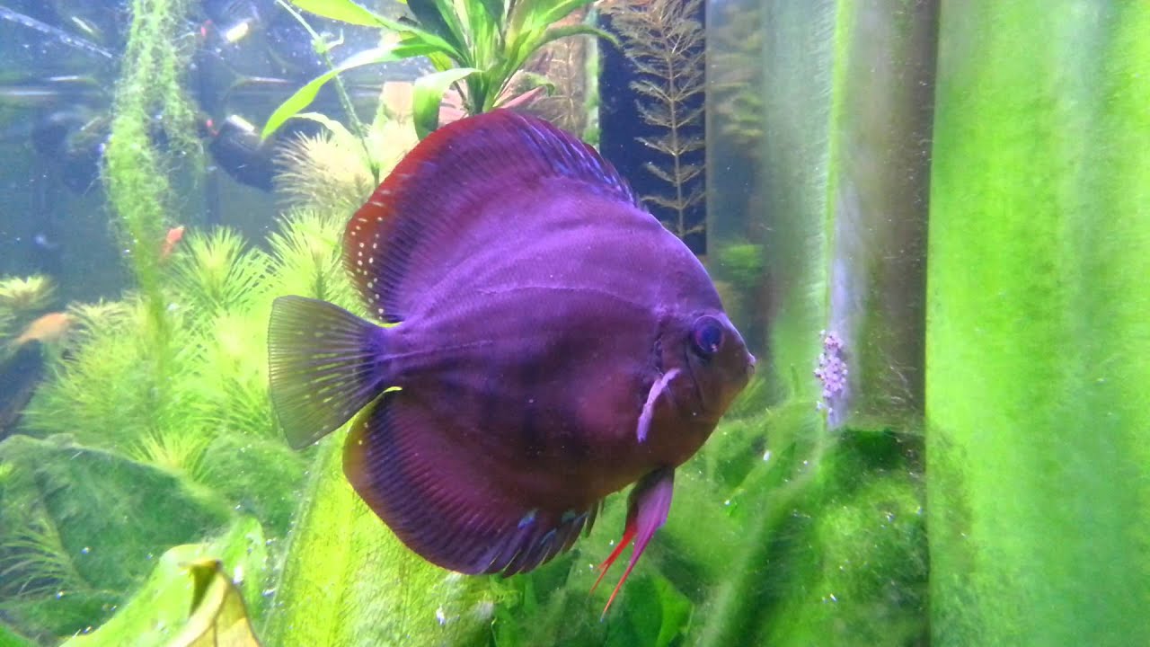 Discus fry. Day4 in planted tank - YouTube