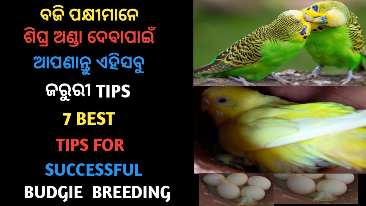 BEST TIPS FOR SUCCESSFUL BREEDING - YouTube