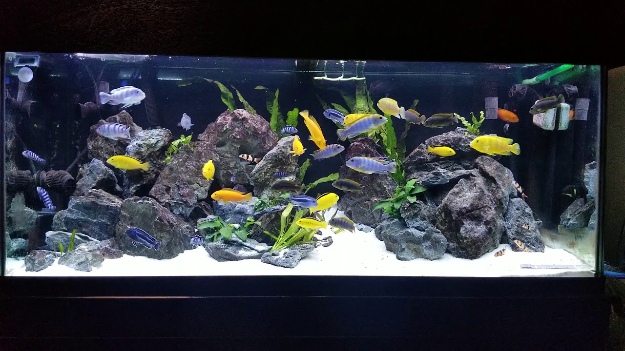 75 gallon Mbuna Community tank 8 month mark - YouTube